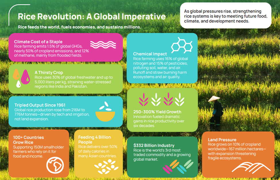 IRRI 2025–2030 Strategy: A Bold Vision for Rice-Based Agri-Food Systems
