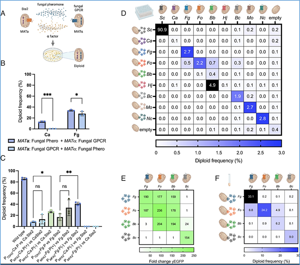 A yeast mating platform for multiplex screening of fungal GPCR–ligand ...