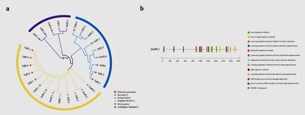 CRISPR-Cas9-mediated editing of ZmPL1 gene improves tolerance to ...