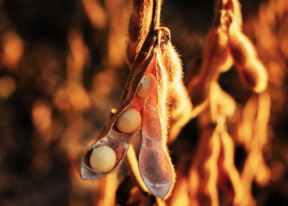 CAS Scientists Identify Braking Mechanism for Seed Oil Control in Soybean
