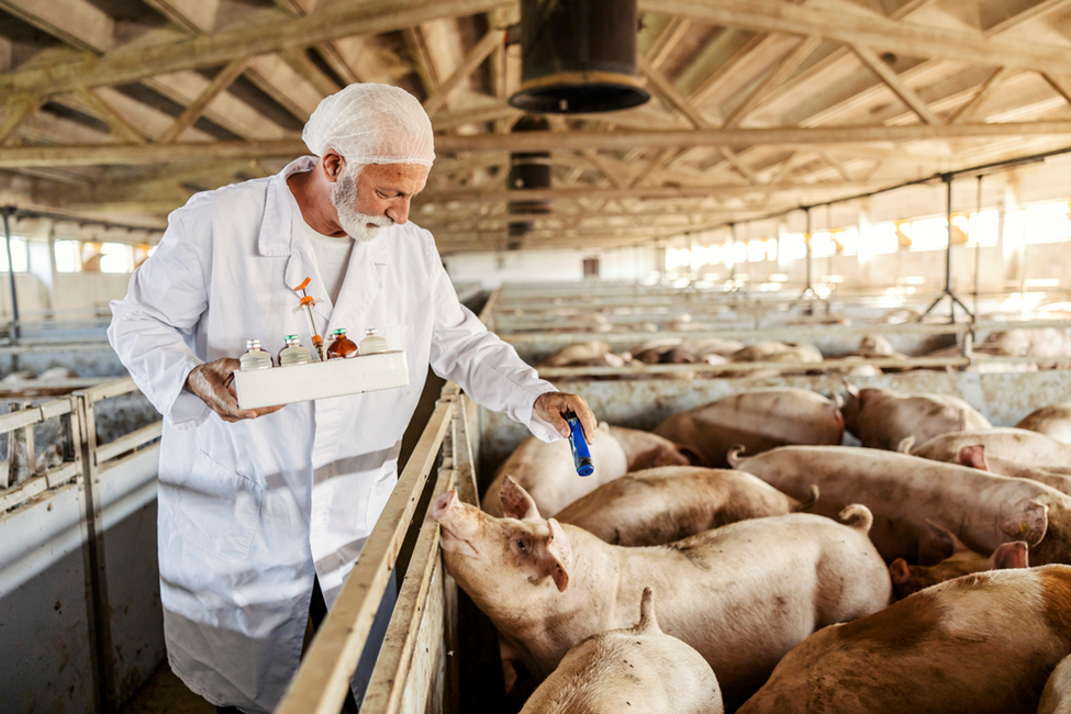 CRISPR-based Diagnostic Platform Detects African Swine Fever in 20 Minutes