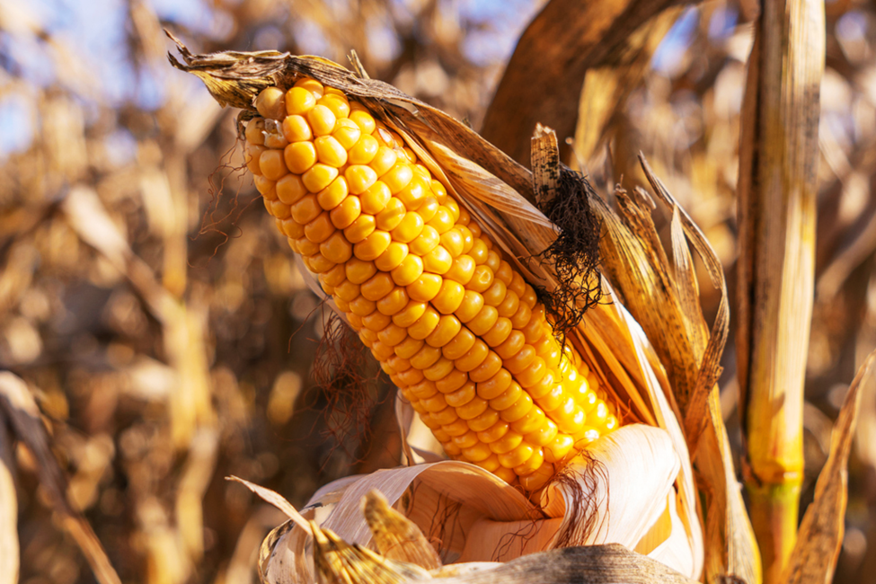 EFSA GMO Panel Releases Scientific Opinion on the Assessment of GM ...