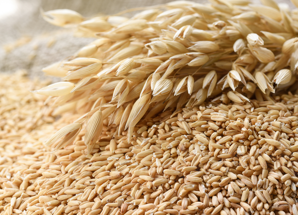 International Research Teams Decode Oats' Pangenome and Origin