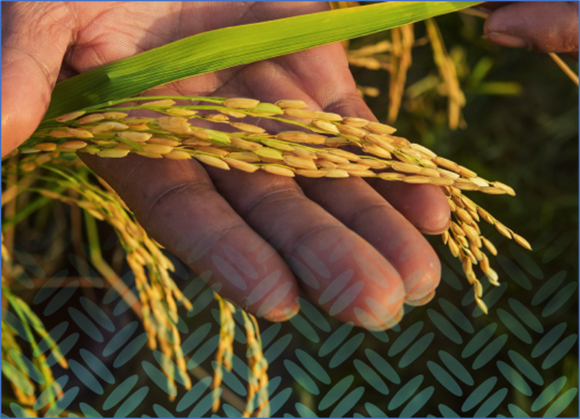 IRRI 2025–2030 Strategy: A Bold Vision for Rice-Based Agri-Food Systems