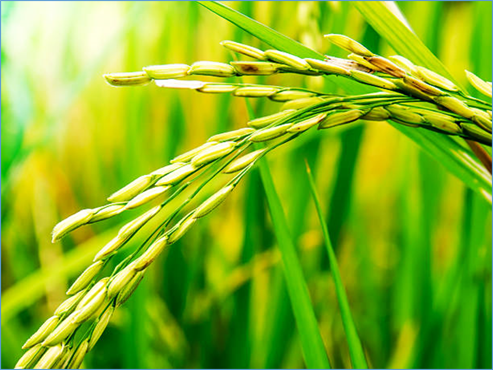 Nanotechnology-driven coordination of shoot–root systems enhances rice ...
